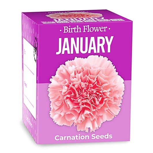 January Birth Flower - Carnation Gift